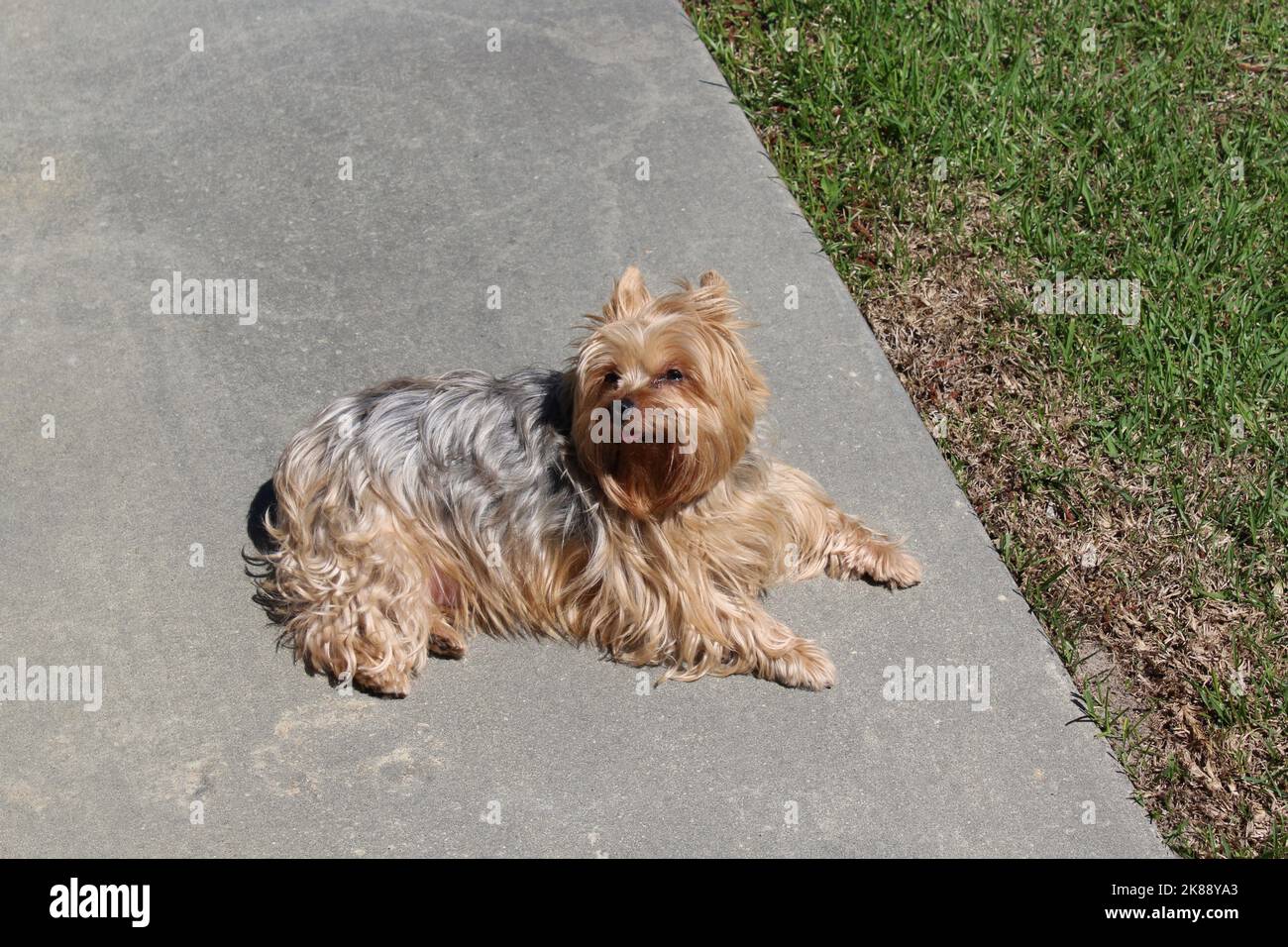Yorkshire terrier, York's, Small dogs Stock Photo - Alamy