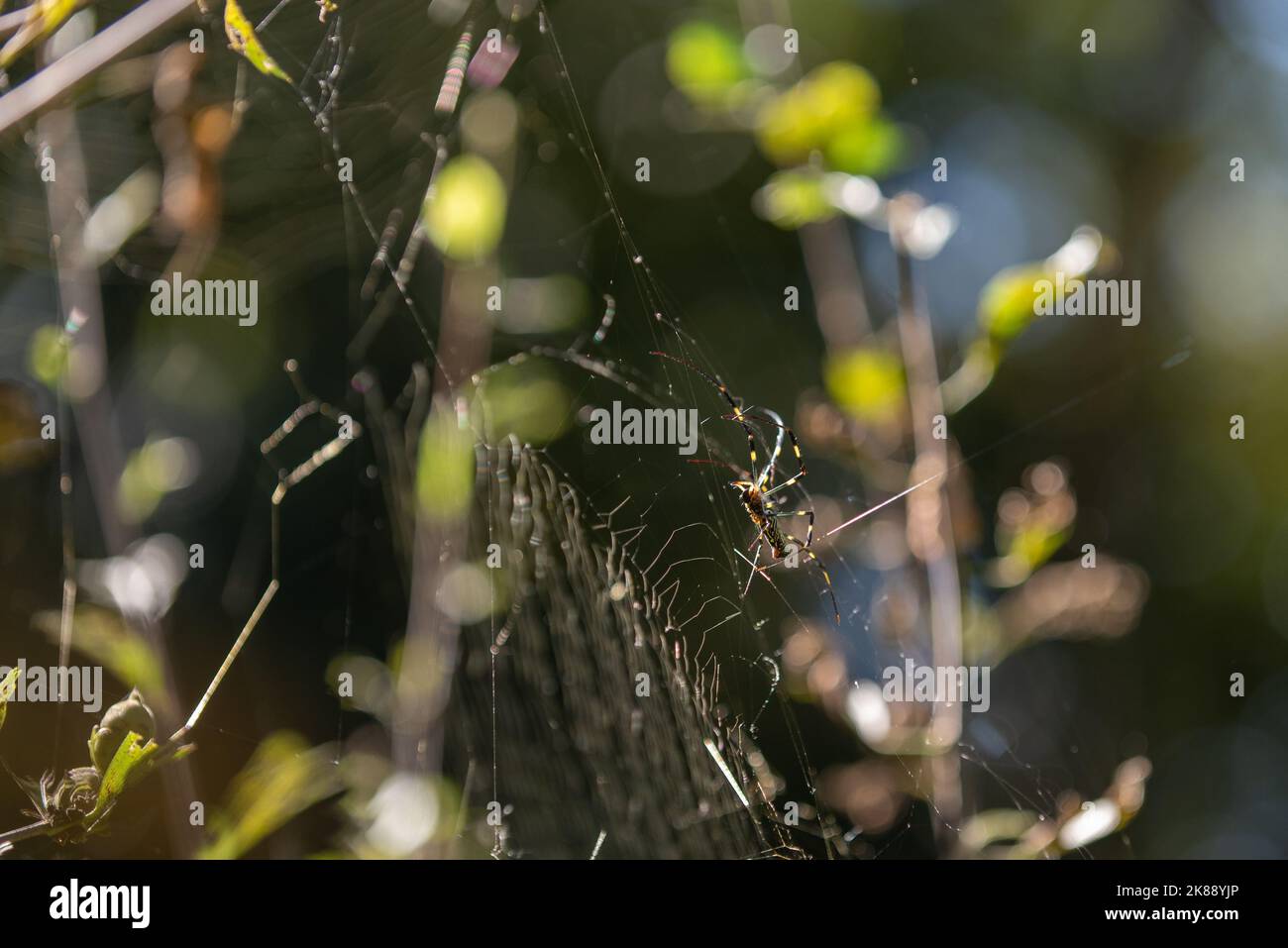 Large Joro Spider sits upon her web while inspecting the prey she ...