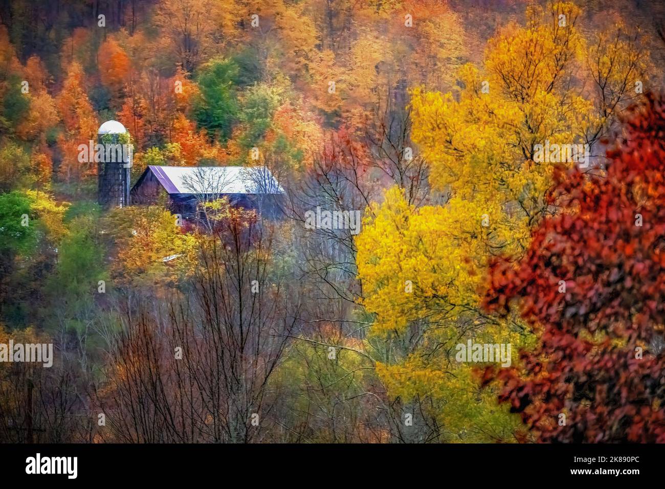 Fall trees & autumn leaves turning color upper New York State ...