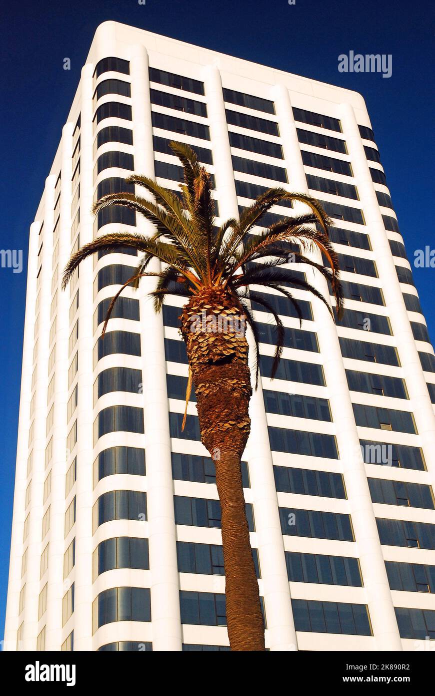 A palm tree grows in front of a modern office building in Santa Monica ...