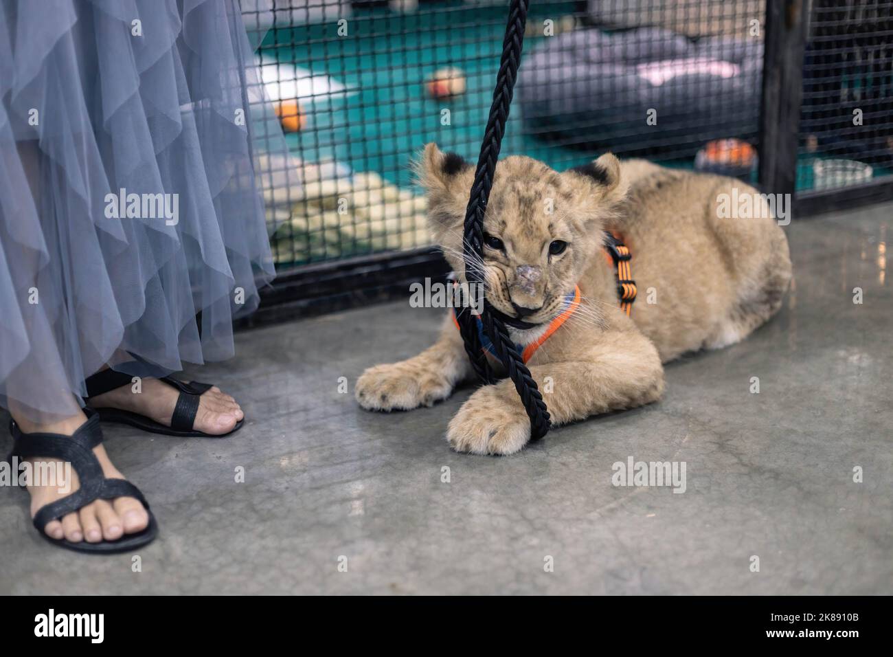 Woman displays lion cub at a pet variety exhibition. The International ...
