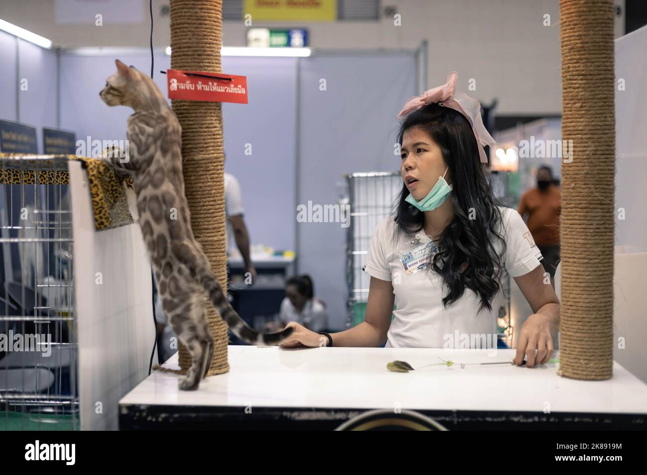 Woman plays with Bengal cat at a pet variety exhibition. The ...