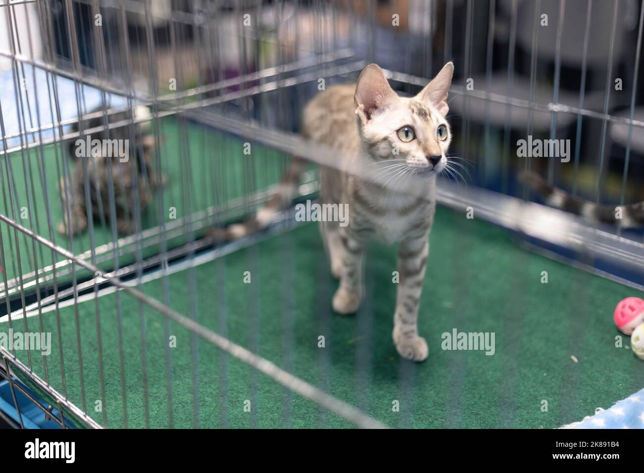 Bangkok, Thailand. 07th Oct, 2022. Bengal cat seen in a cage at a pet ...