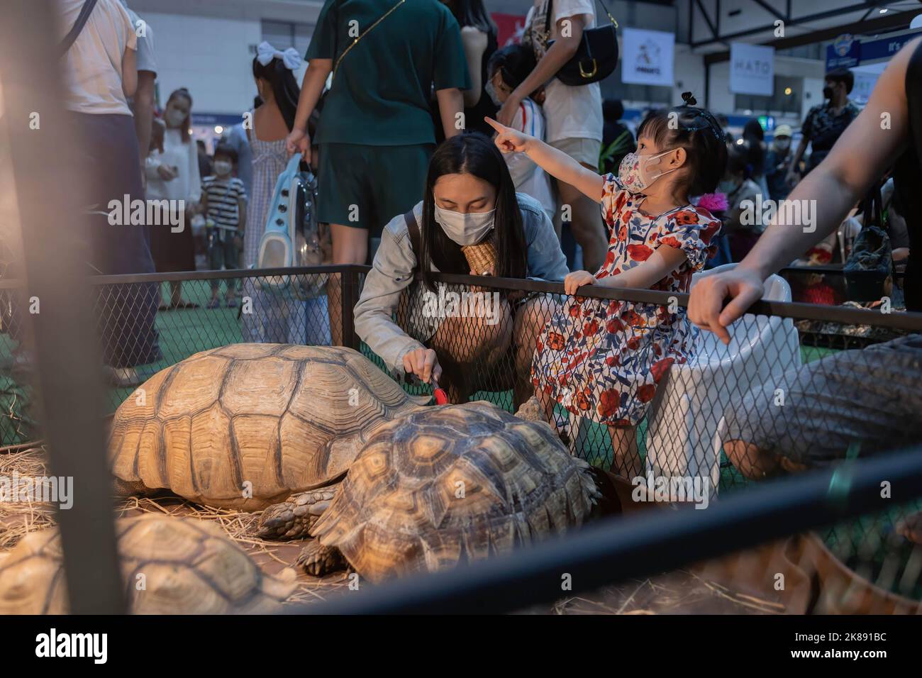 Woman and child feed tortoises at a pet variety exhibition. The International Pet Variety ...