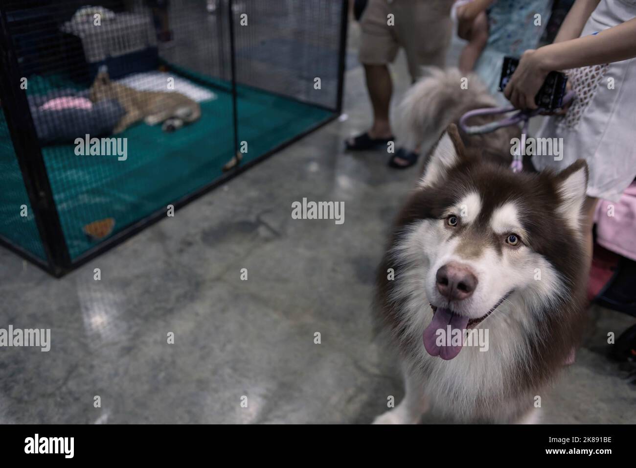 Bangkok, Thailand. 09th Oct, 2022. People and their pets stand around a ...
