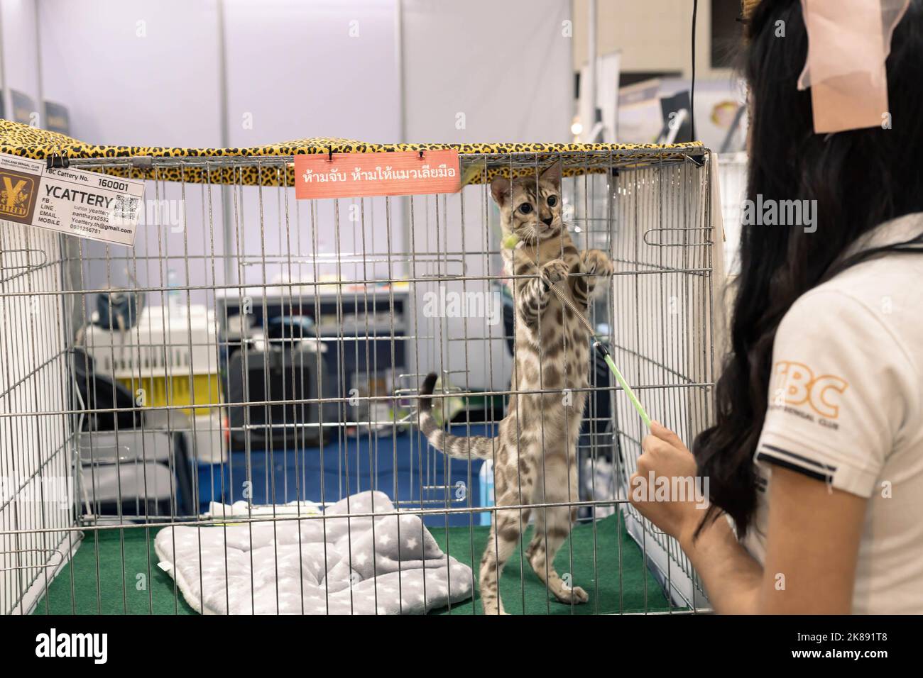 Bangkok, Thailand. 7th Oct, 2022. Woman plays with Bengal cat at a pet ...