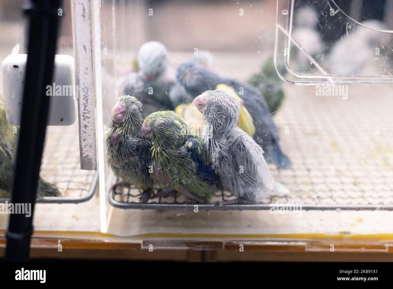 Bangkok, Thailand. 7th Oct, 2022. Parakeet hatchlings in a cage at a ...