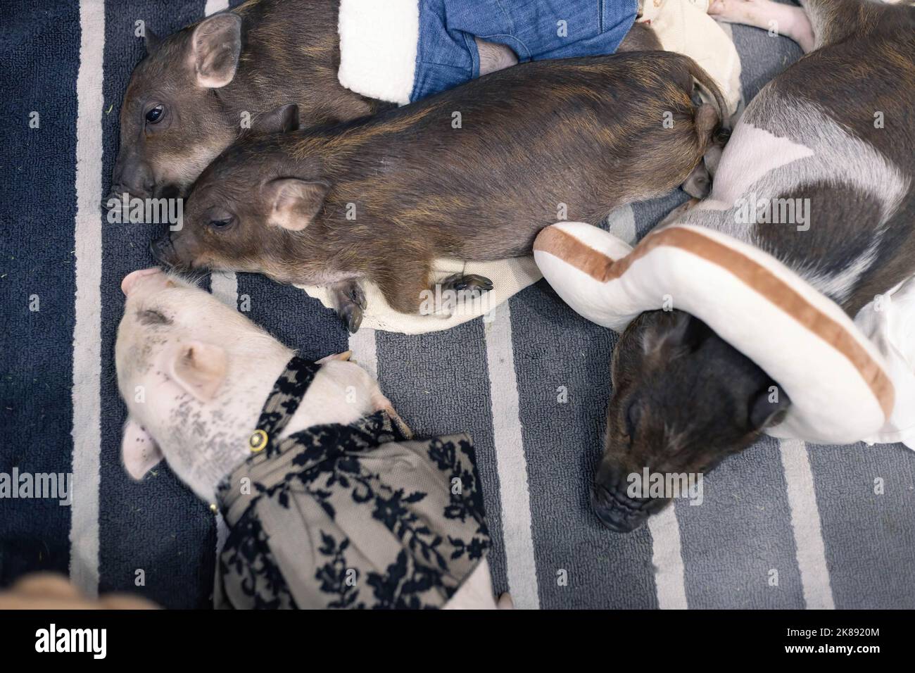 Bangkok, Thailand. 7th Oct, 2022. Dressed-up piglets sleep at a pet ...