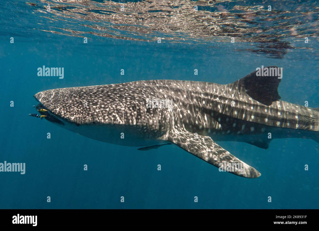 Whale Sharks hunting and feeding in the bay of Nosy Be, Madagascar on ...