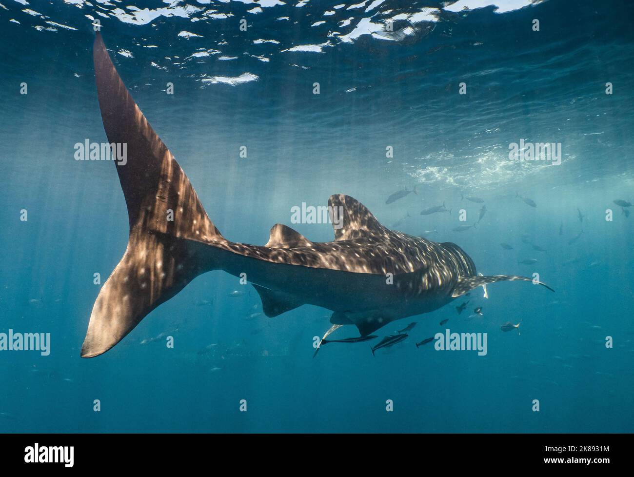 Whale Sharks hunting and feeding in the bay of Nosy Be, Madagascar on ...
