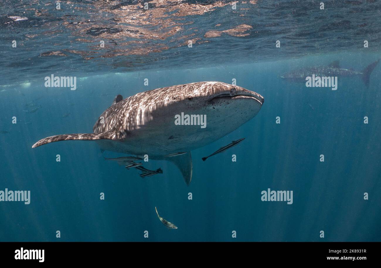 Whale Sharks hunting and feeding in the bay of Nosy Be, Madagascar on ...