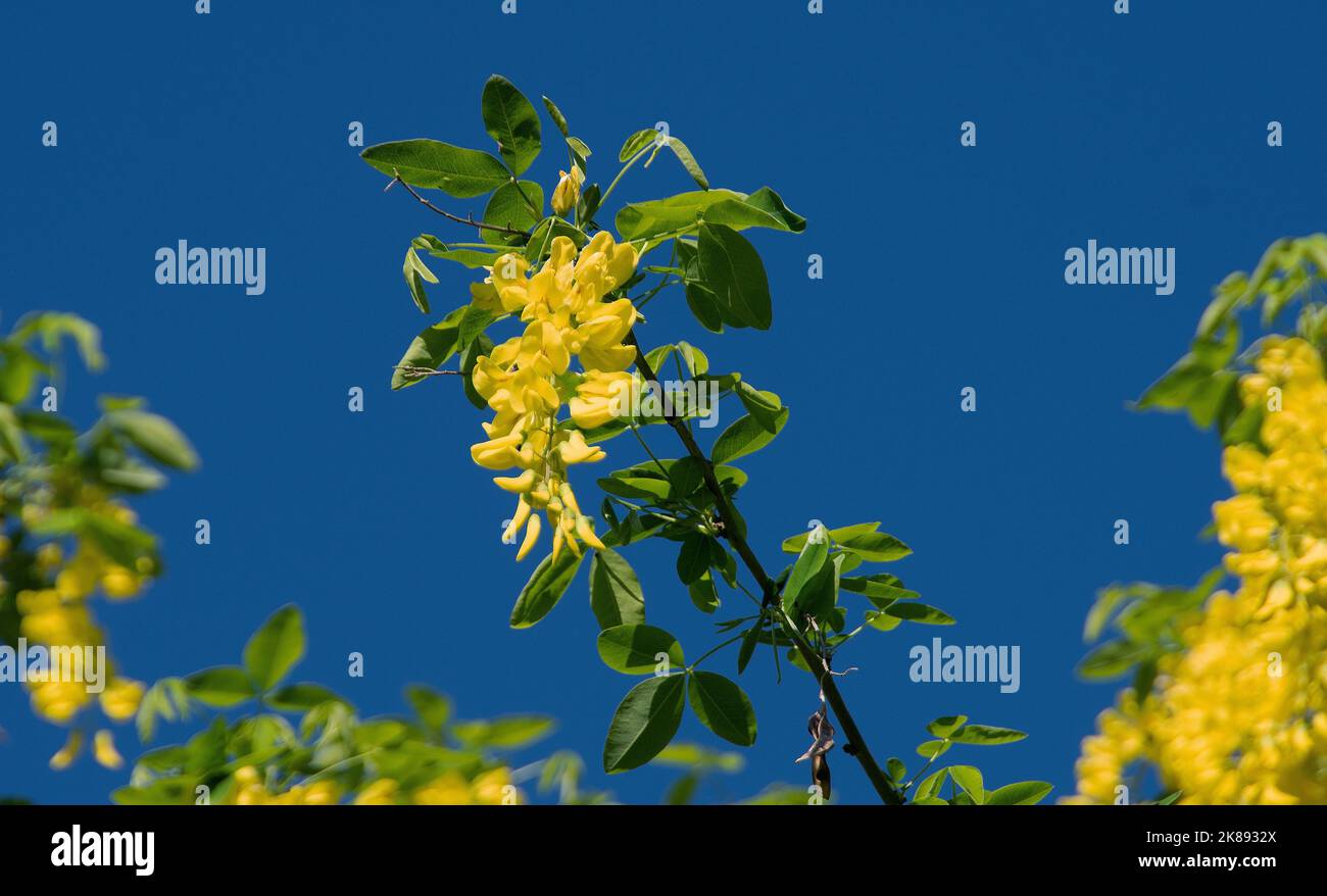 Native laburnum hi-res stock photography and images - Alamy