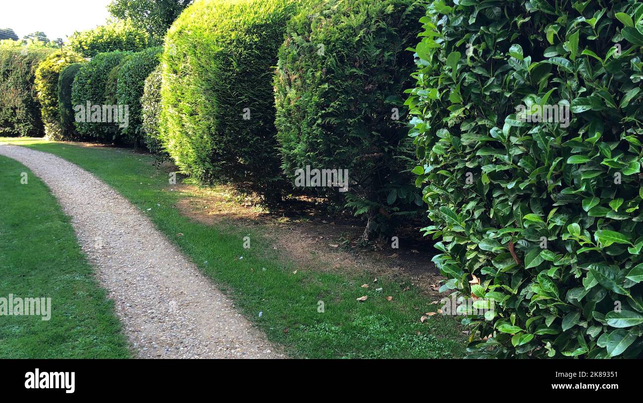 Sculptured mixed hedgerow of evergreens - laurel, leylandii cypress ...
