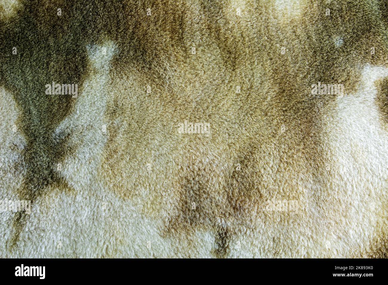 Background picture of a soft fur beige carpet. Wool sheep fleece ...