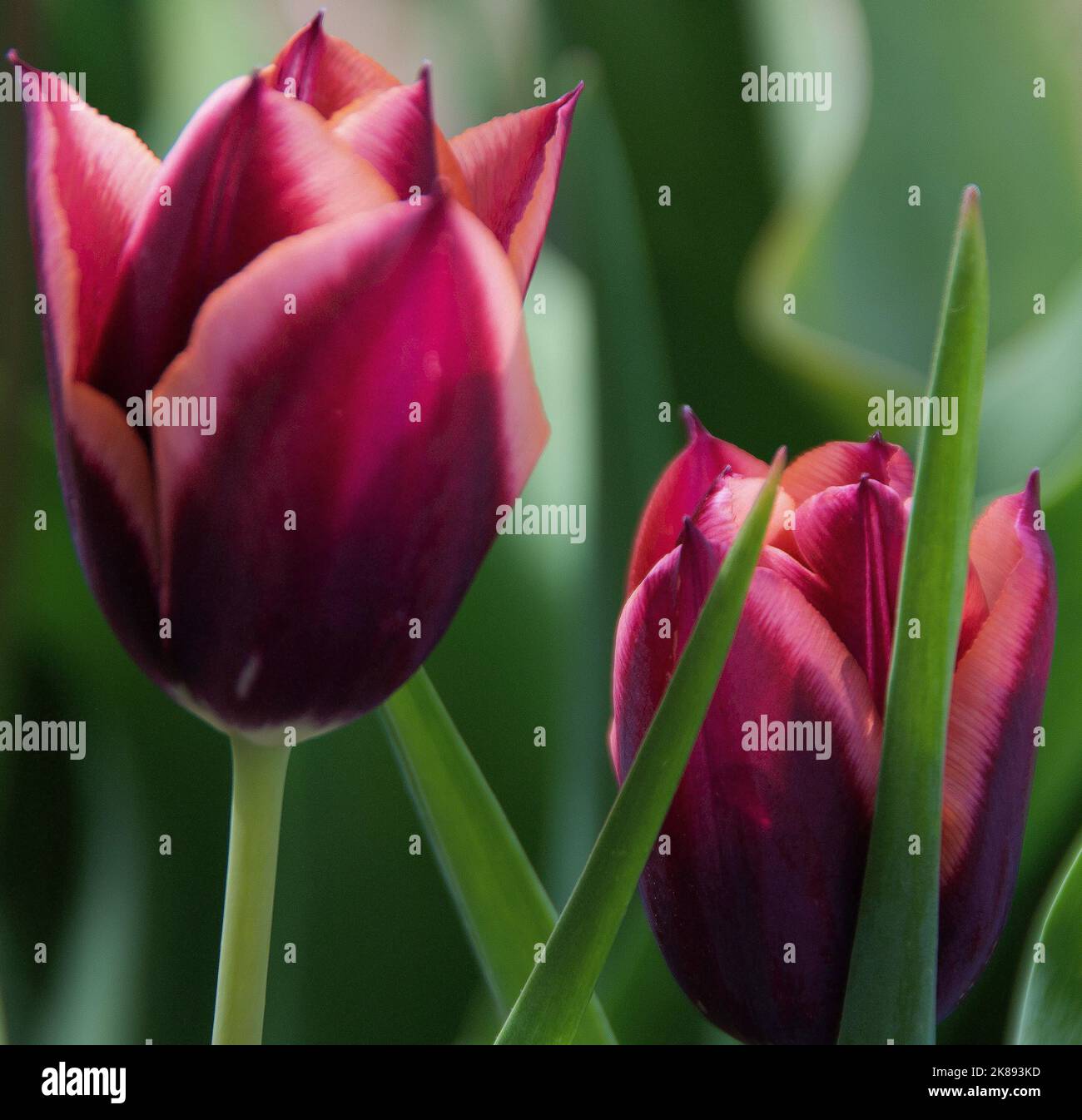 Tulip 'Slawa' is a striking deep maroon, fading to copper orange and ...
