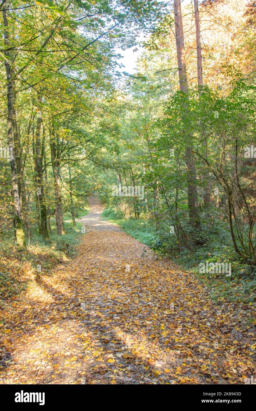 A path in the forest Stock Photo - Alamy