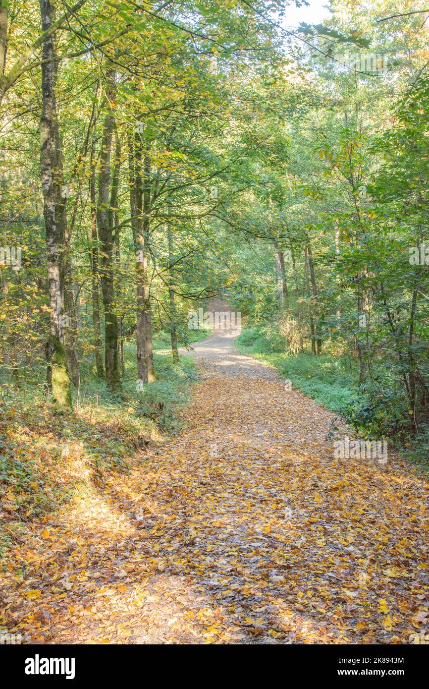A path in the forest Stock Photo - Alamy