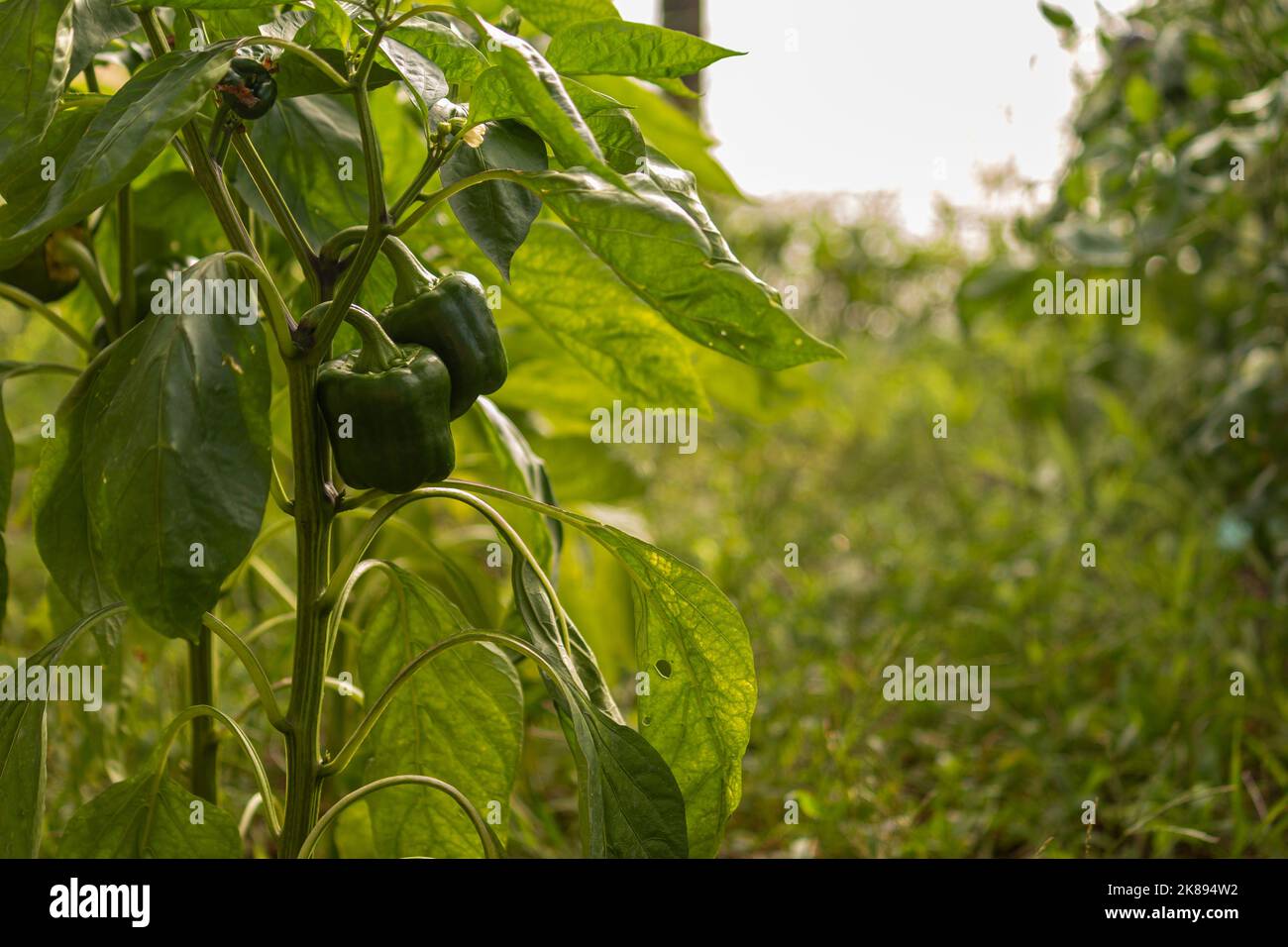 a bunch of green unripe paprika hanging on a branch of a plant Stock ...