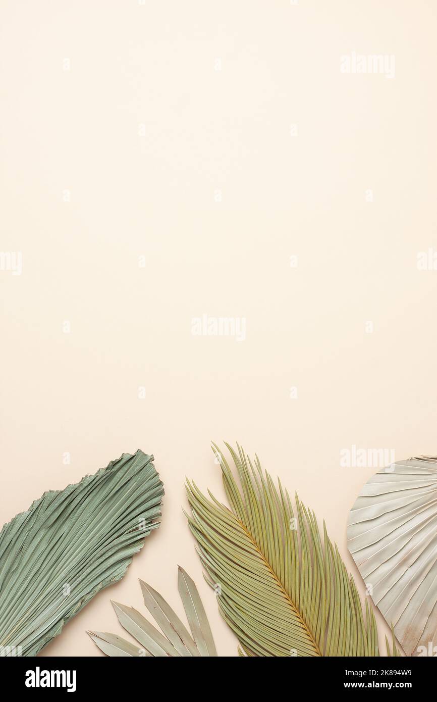 Tropical background with palm leaf on pastel beige. Flat lay, copy ...