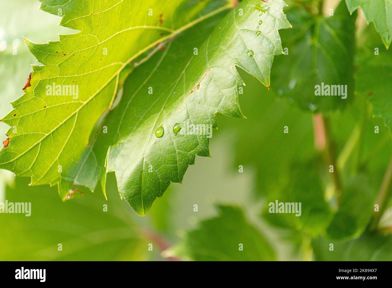 Grapevine leaf with a drop of water on it after rain. Vineyard after ...
