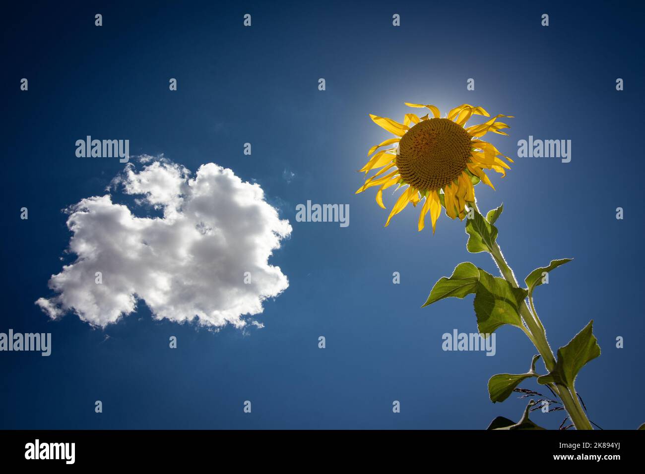 Cloud and blu sky hi-res stock photography and images - Alamy