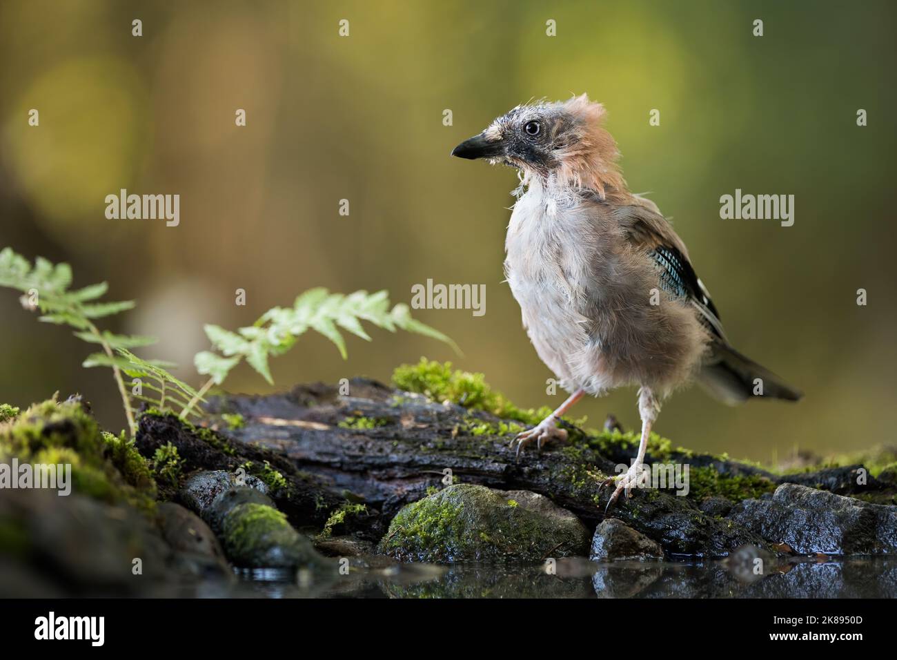 Immature eurasian jay sitting on fallen tree in forest Stock Photo - Alamy