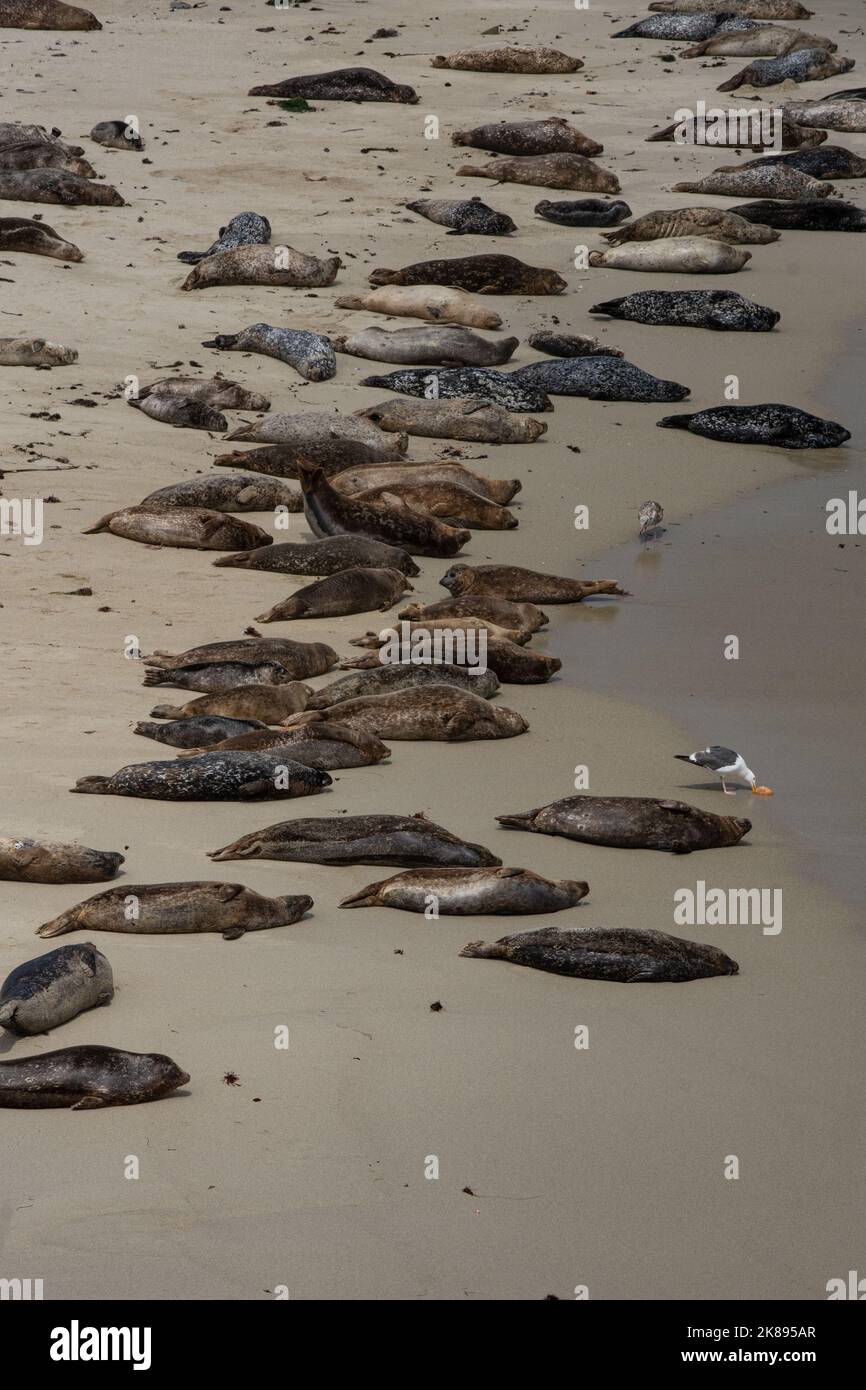Seals on the rocks overlooking the ocean Stock Photo - Alamy