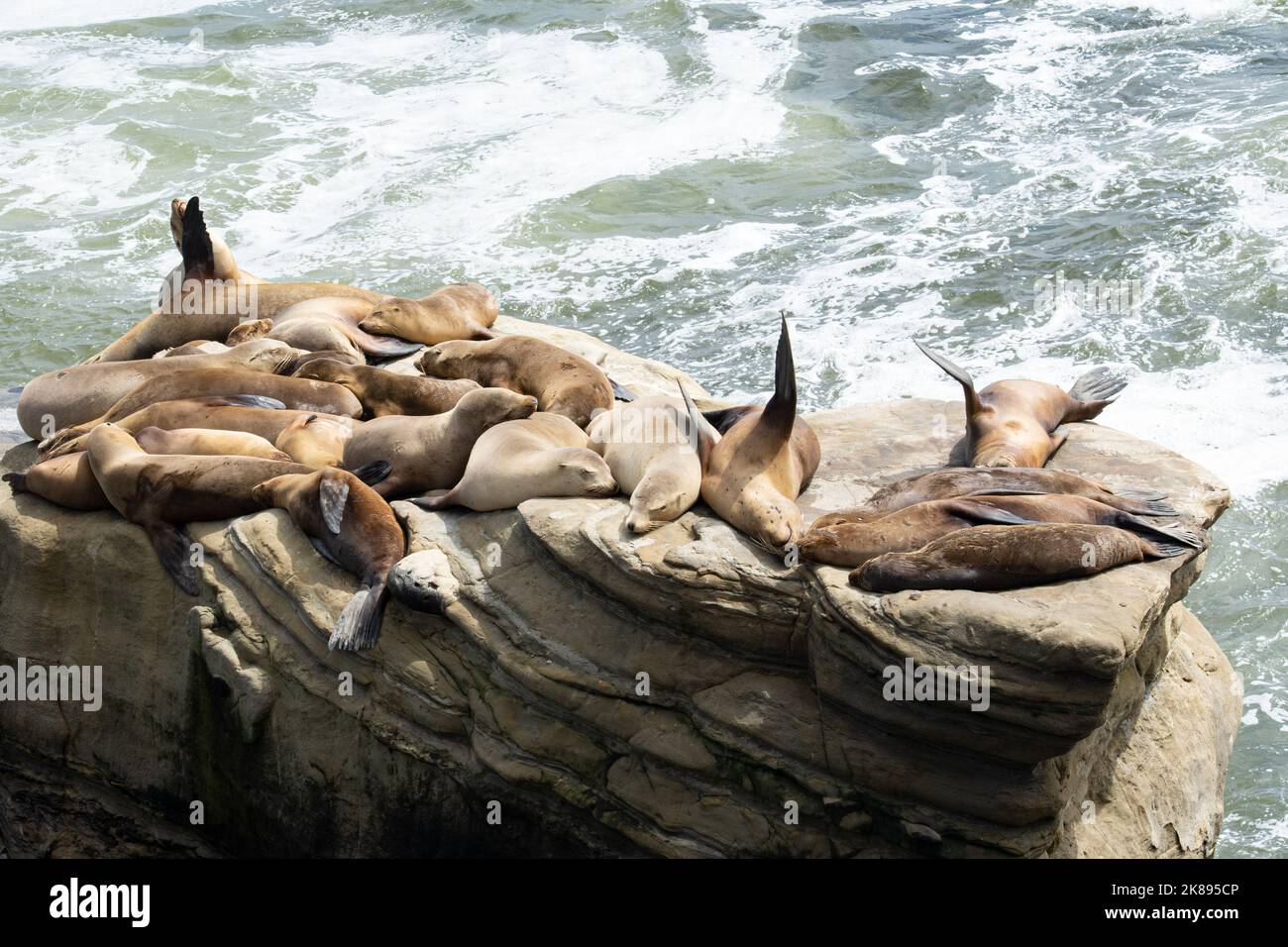 Seals on the rocks overlooking the ocean Stock Photo - Alamy