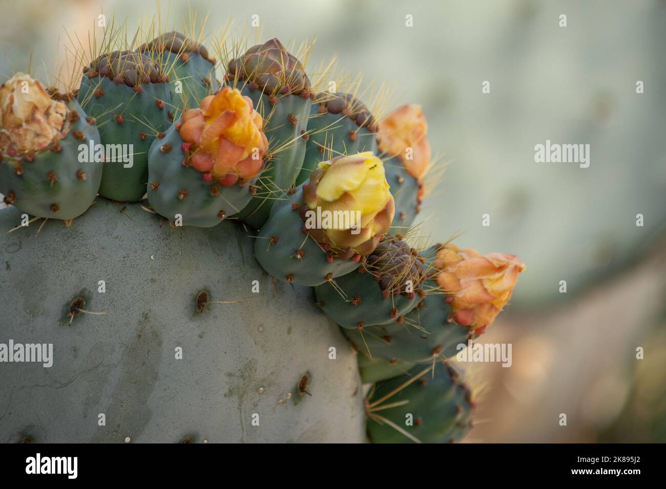 United sates native plant hi-res stock photography and images - Alamy
