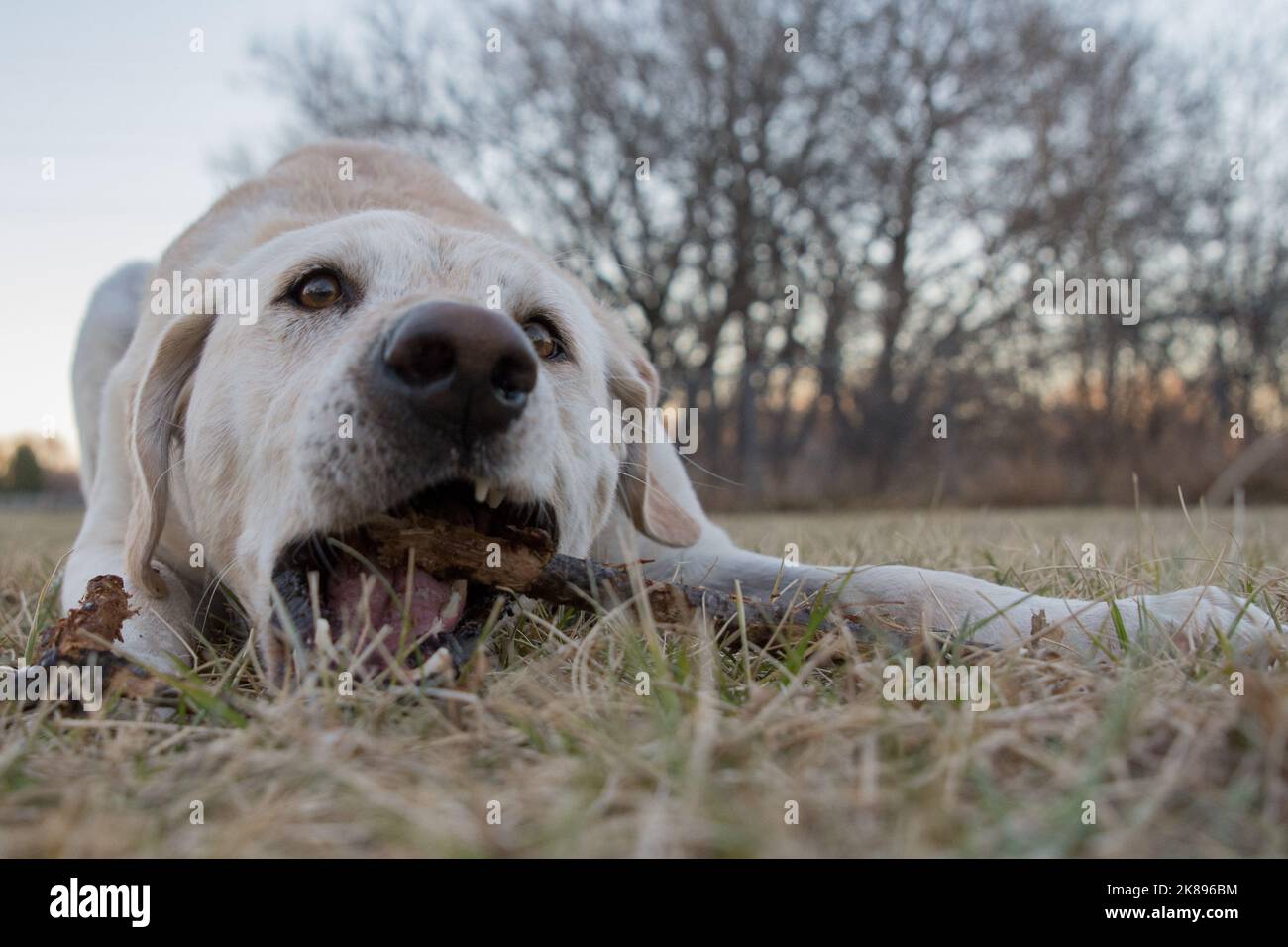 A yellow lab chews on a stick Stock Photo - Alamy