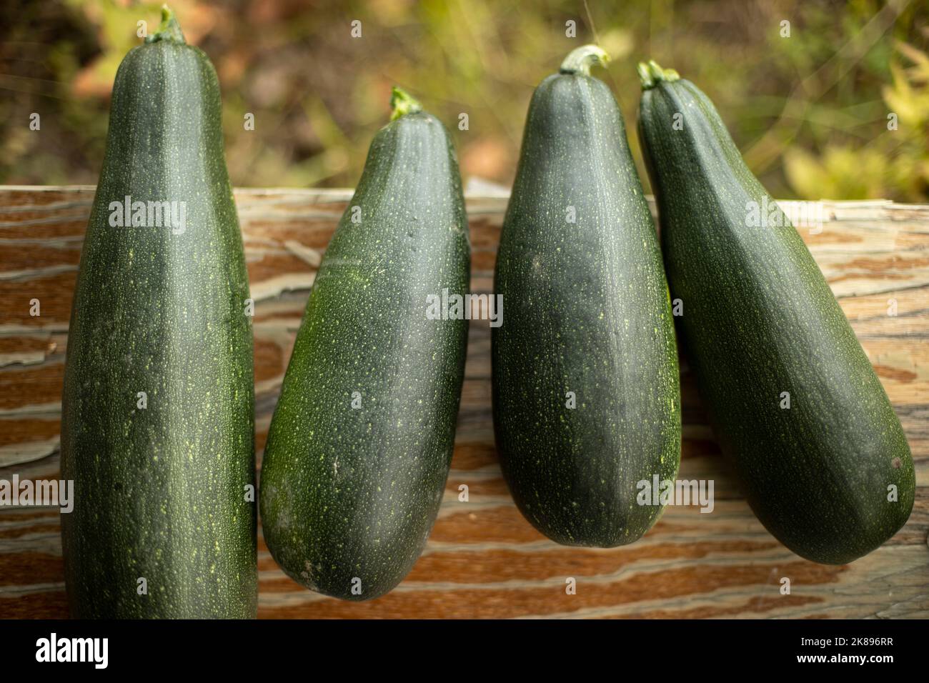 Green zucchini. Autumn harvest. Zucchini from garden. Details of rural ...