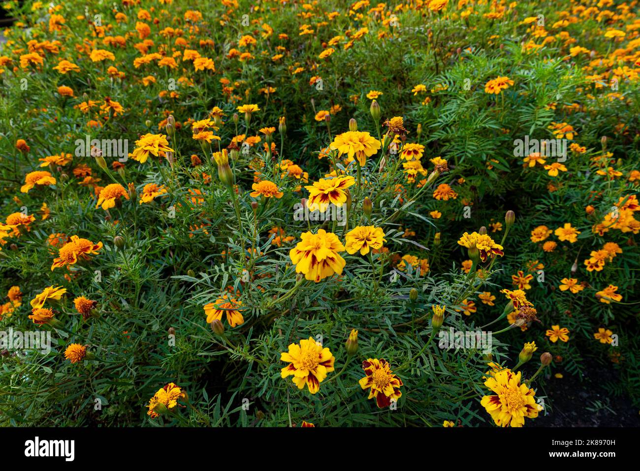 The flowers are round yellow and very fat and on top is a green ...