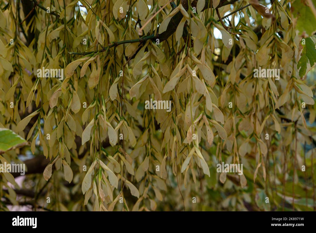 Branch maple wings isolated on a white background without a shadow ...