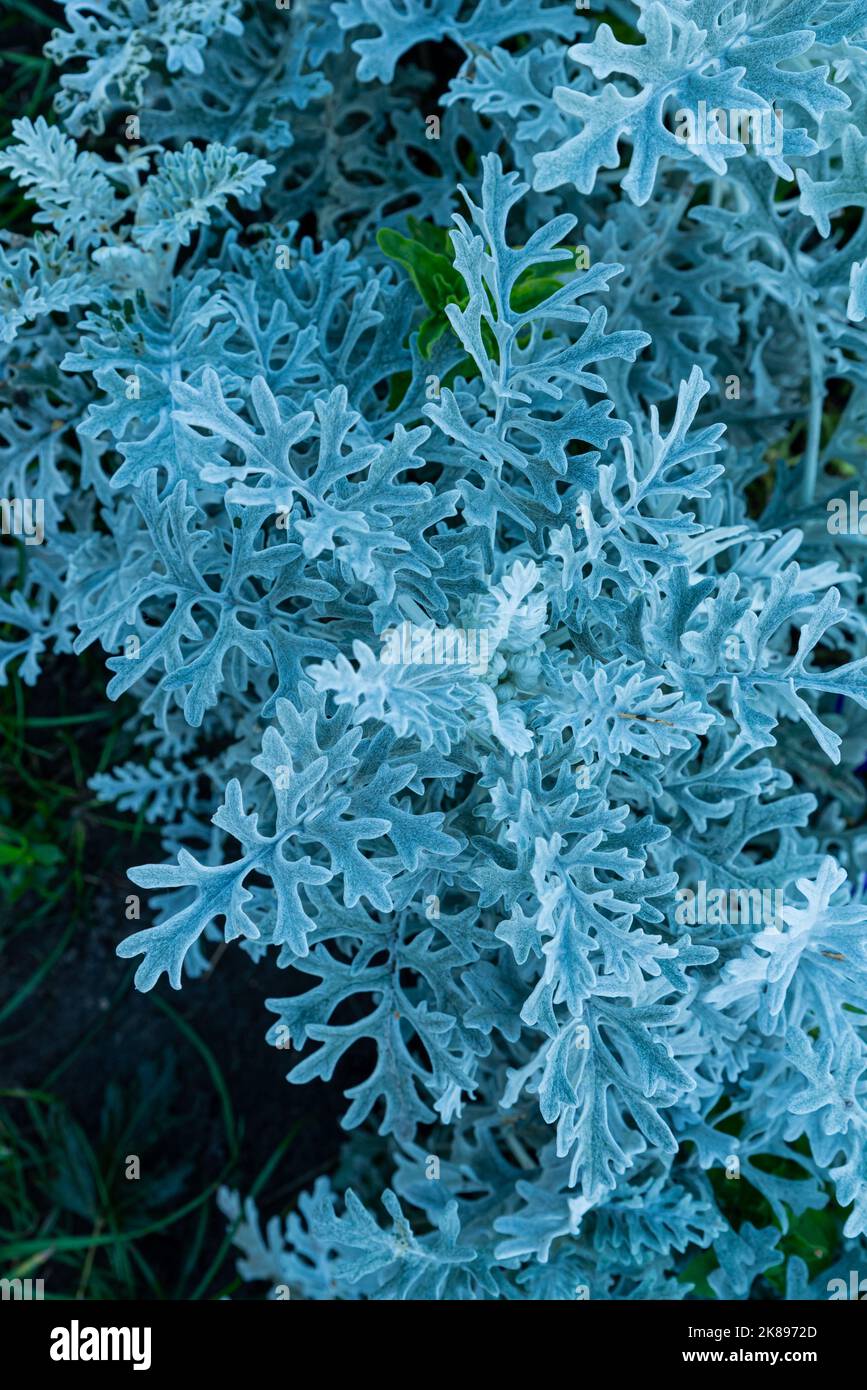 openwork leaves of Cineraria maritime, silver ornamental plant, gray ...