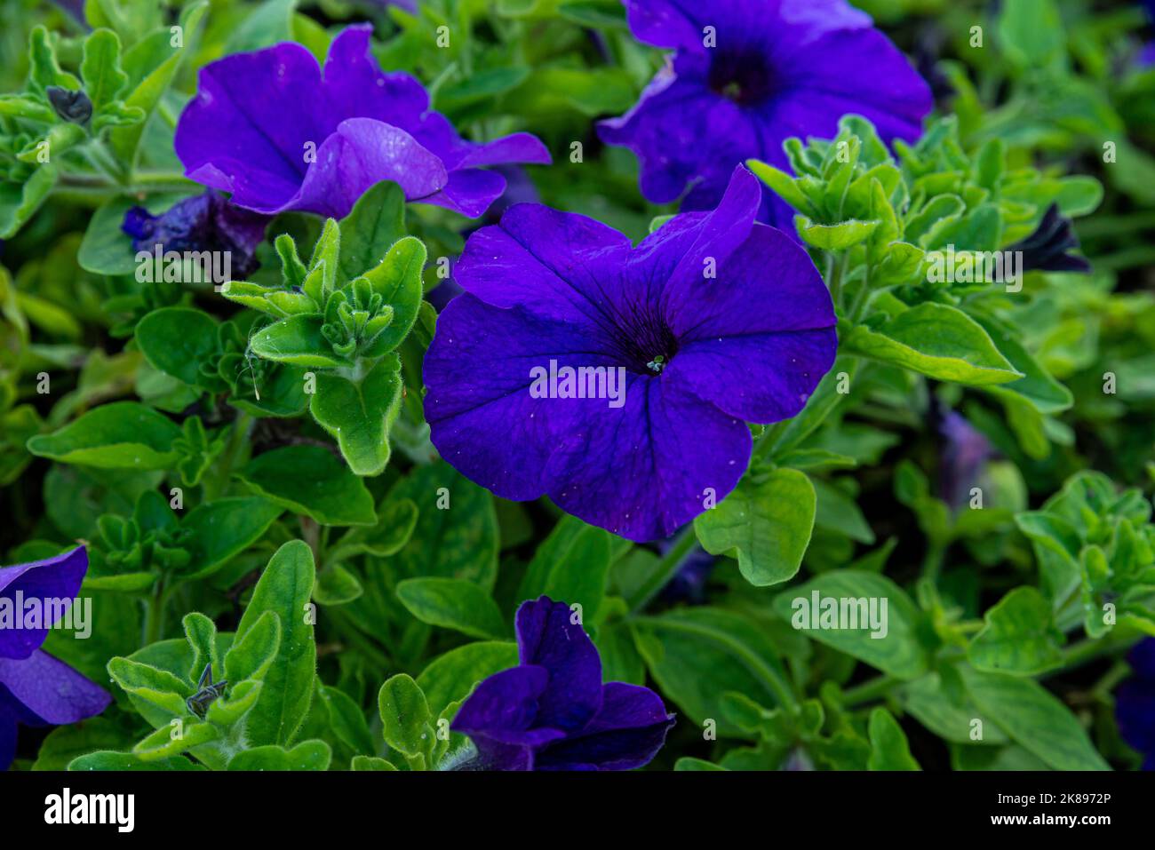 Morning glory is a beautiful purple flower. The brightly colored ...