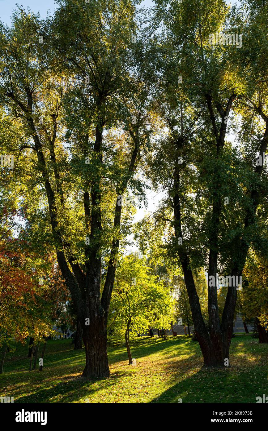 autumn forest in the setting sun large thick oak trunk in park in rays ...