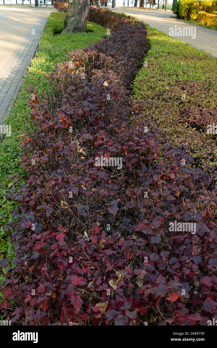 Backyard landscape design with footpaths of red tile and evergreen ...