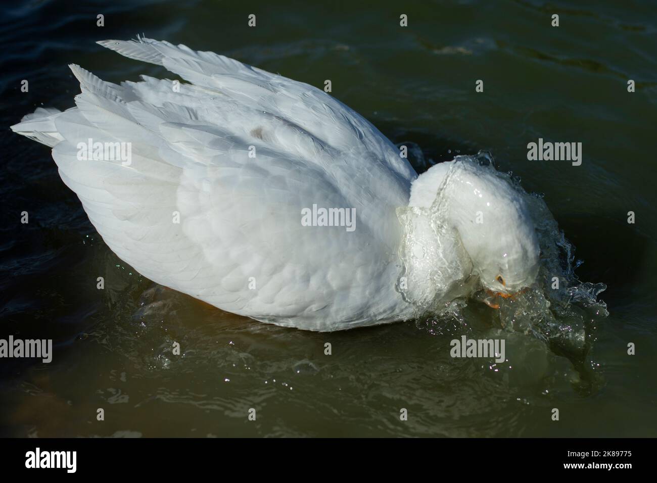 Goose washable. Water flows from goose. Waterbird. Wildlife. White ...