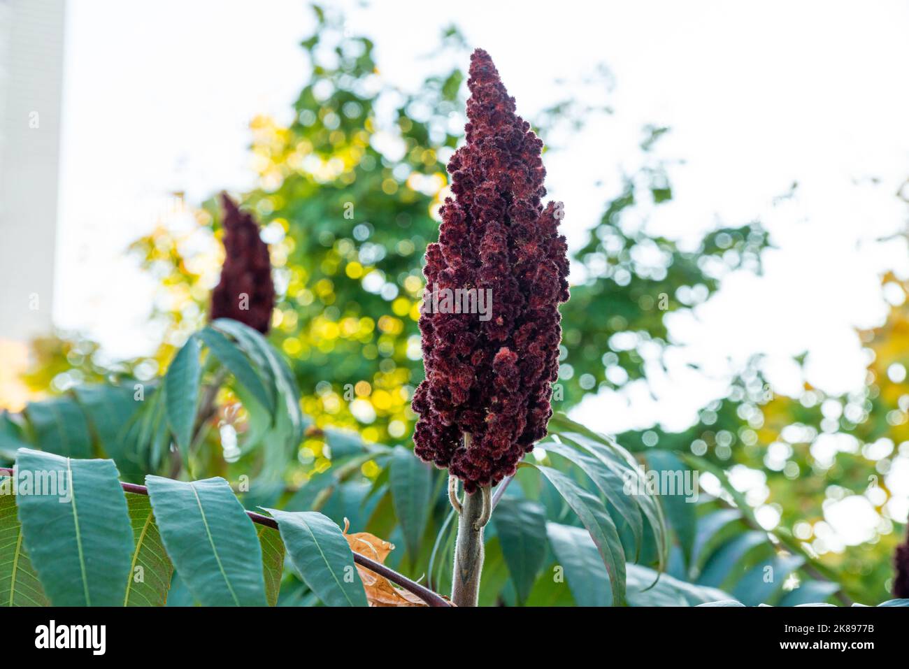 Beautiful flower comb or Celosia cristata with green leaves blooming in ...