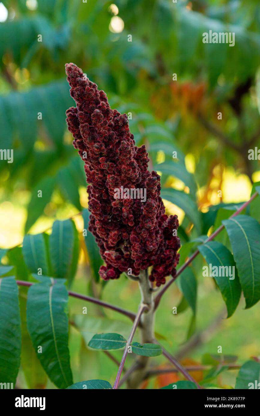 Beautiful flower comb or Celosia cristata with green leaves blooming in ...