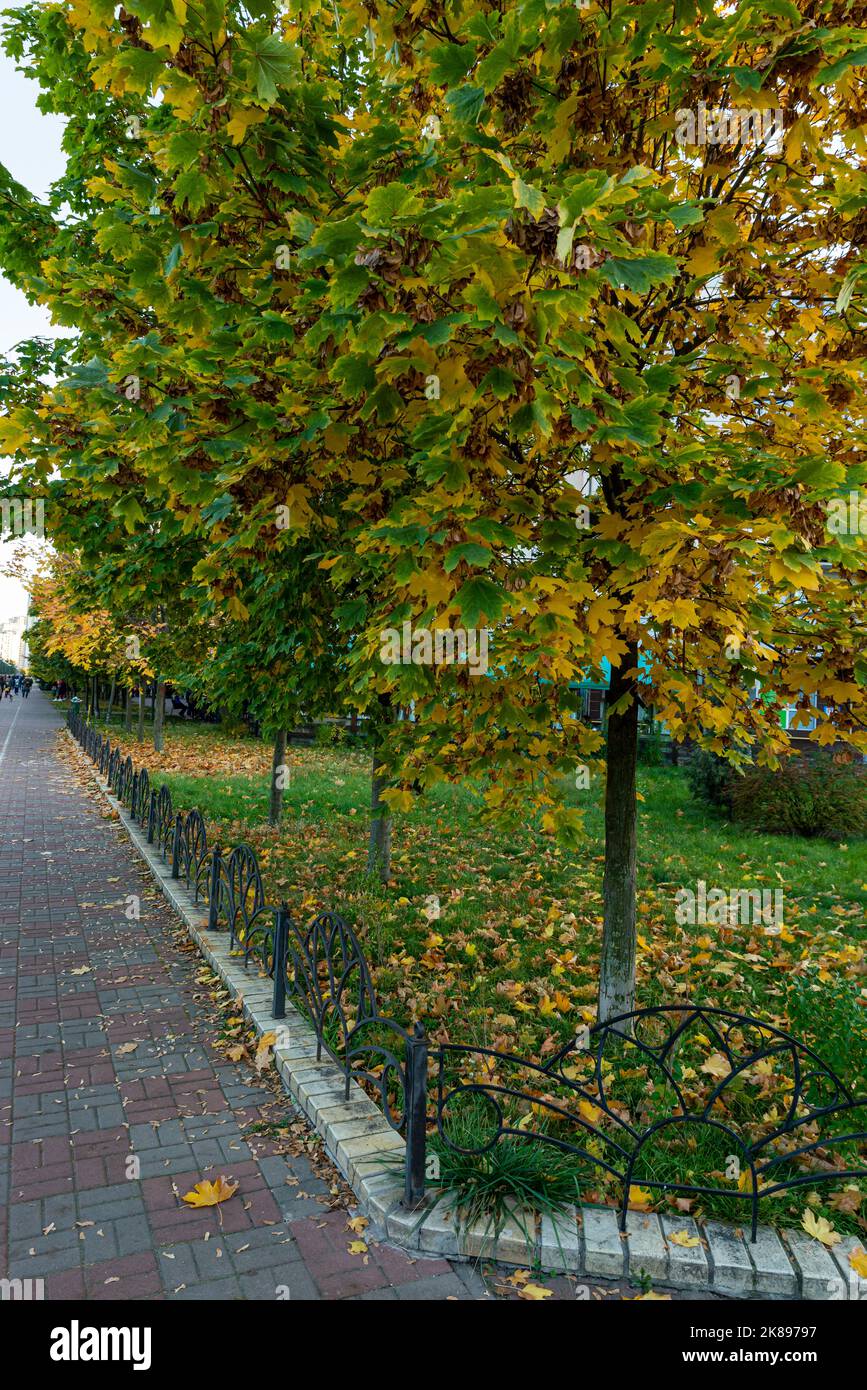 Red maple leaves in autumn season with blue sky blurred background ...