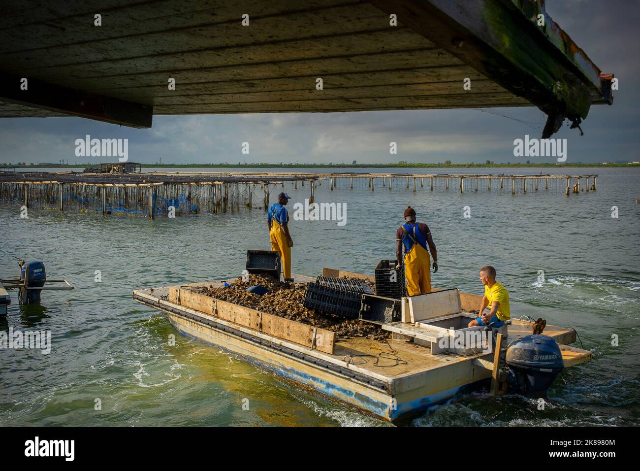 Men collecting oysters. In Fangar Bay mussels and oysters are farmed ...