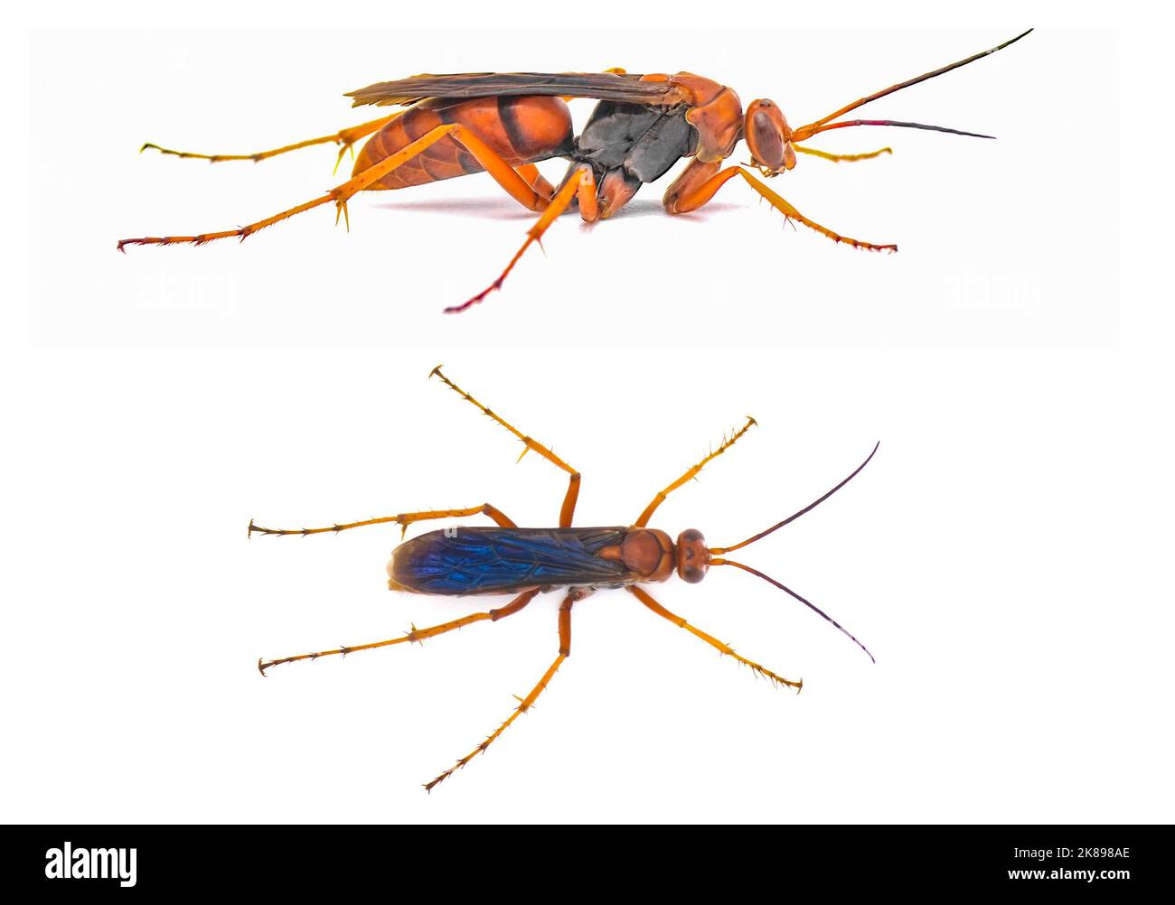 Tarantula wasp hi-res stock photography and images - Alamy
