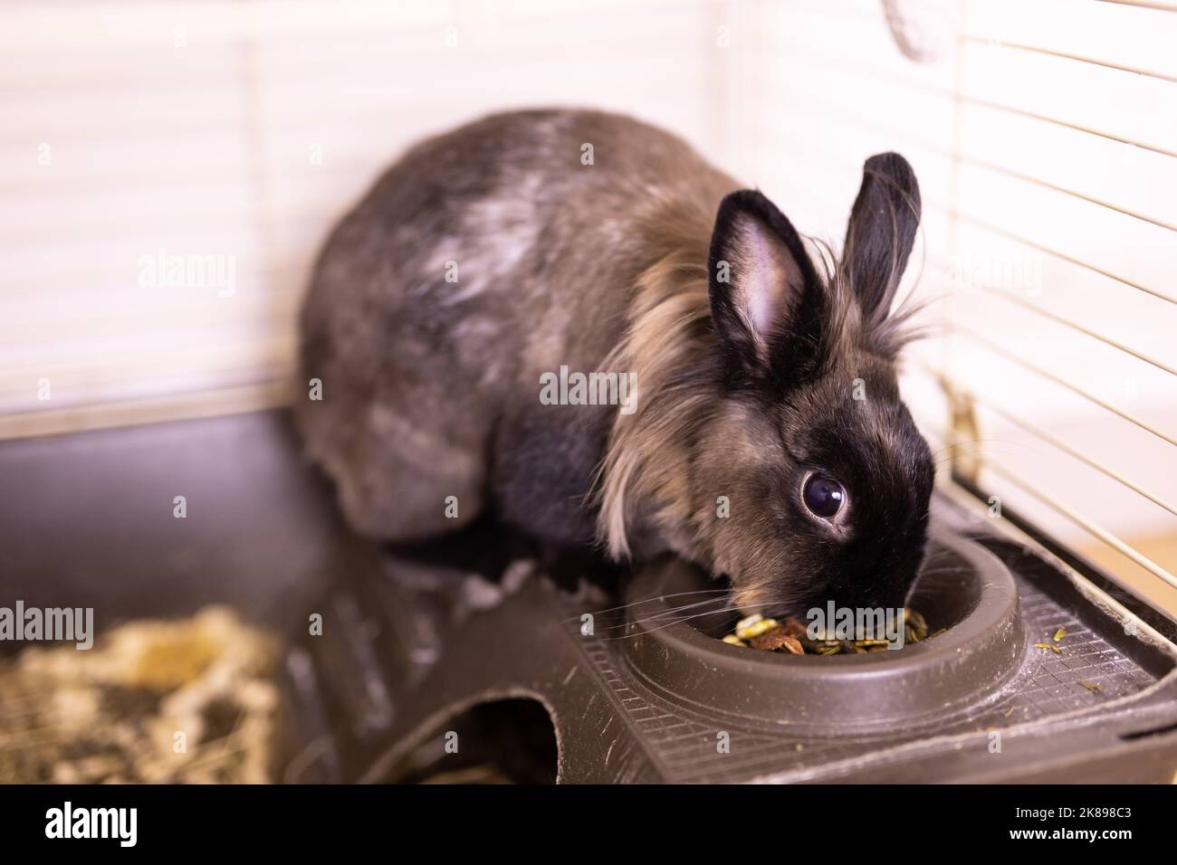 Funny bunny rabbit eating hay food close up - pet and domestic animal ...