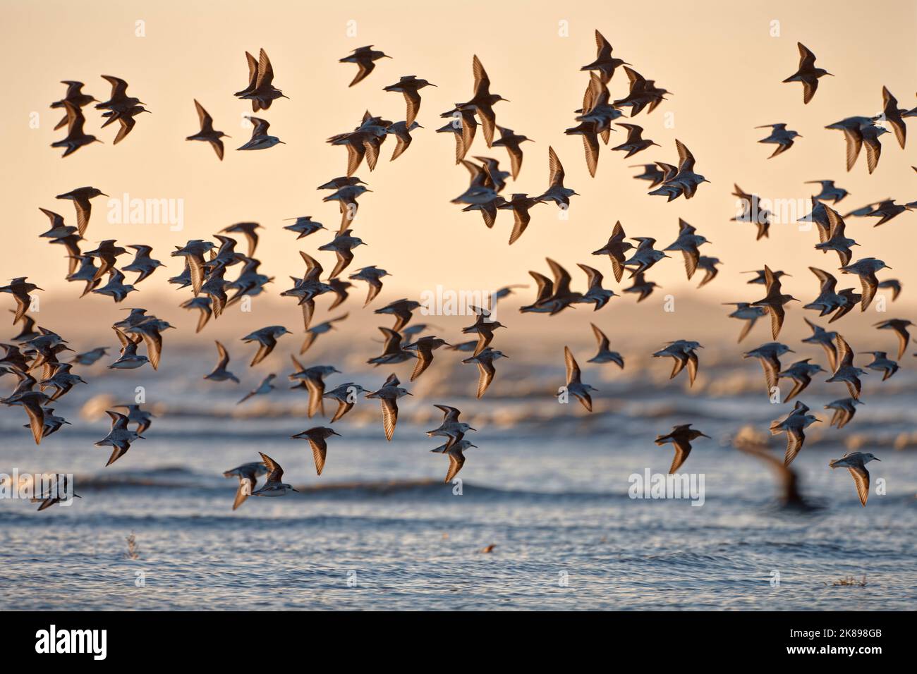 Sanderling (calidris alba) with some dunlin in flight during fall ...
