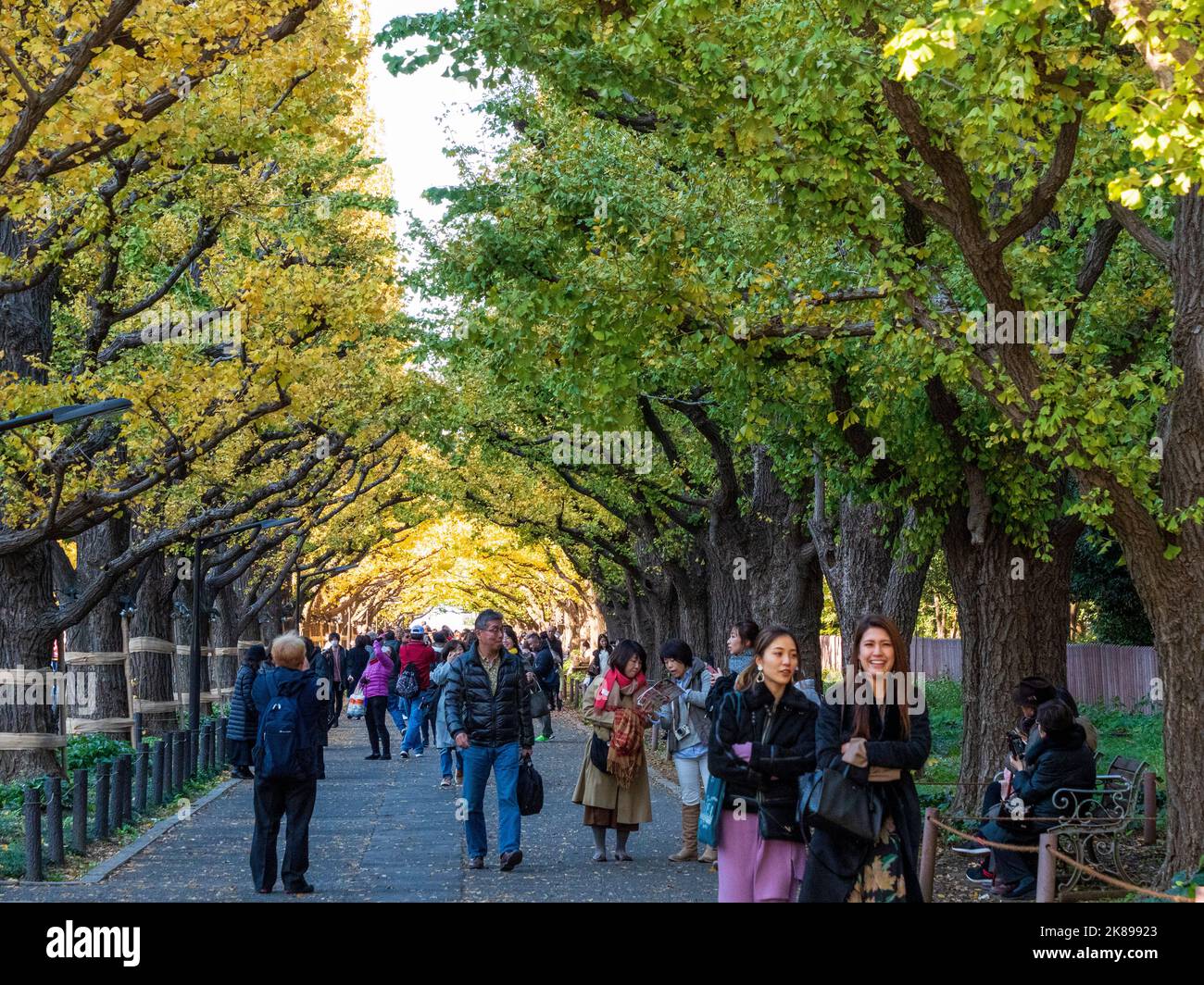 People waking through the tunnel of trees at Meiji Jingu Stock Photo ...
