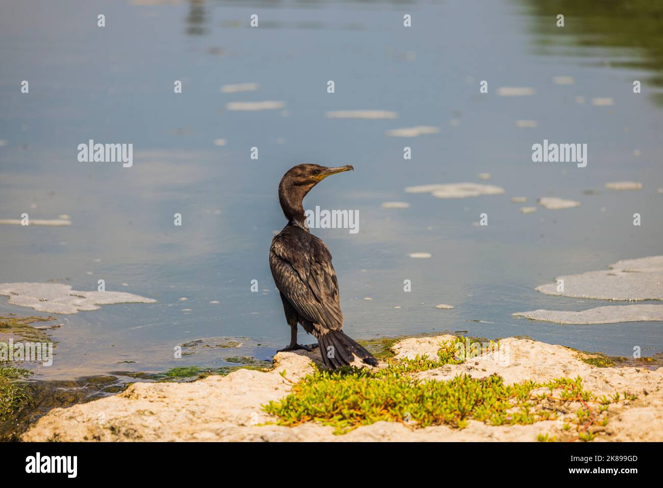Close up view of beautiful black tropical bird on large stone in ...