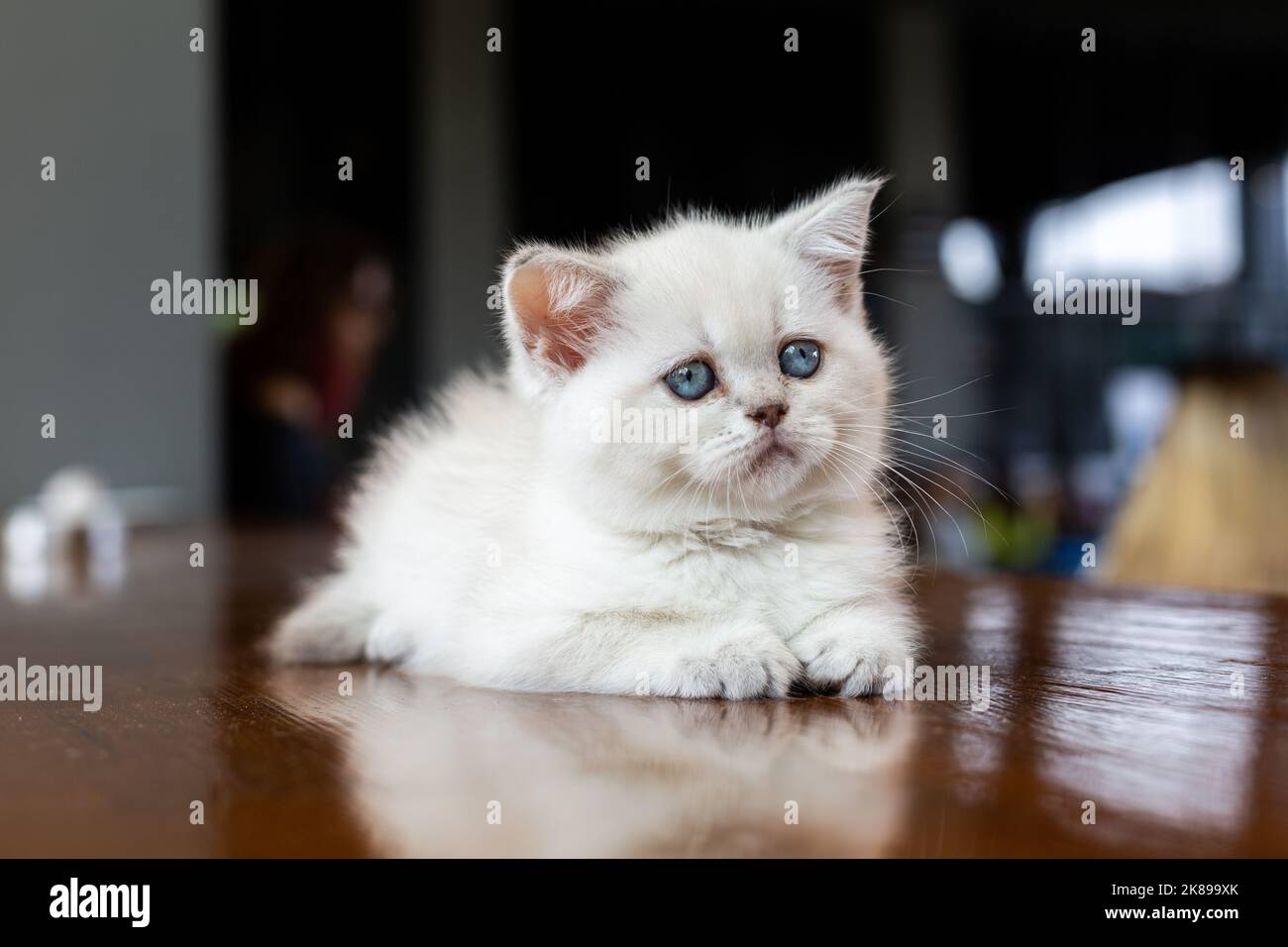 Small white kitten blue eyes hi-res stock photography and images - Alamy