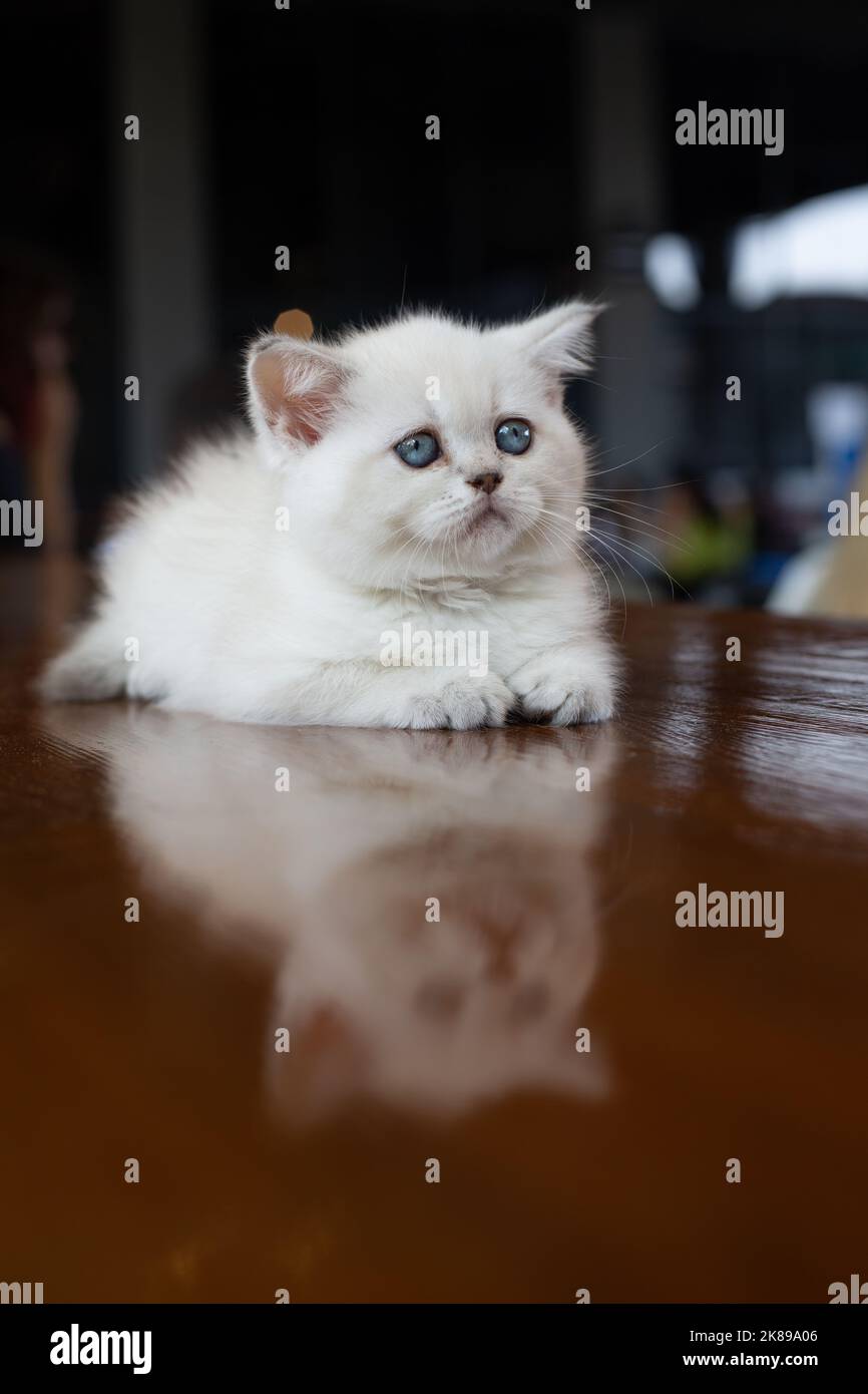 A white kitten with blue eyes Stock Photo - Alamy