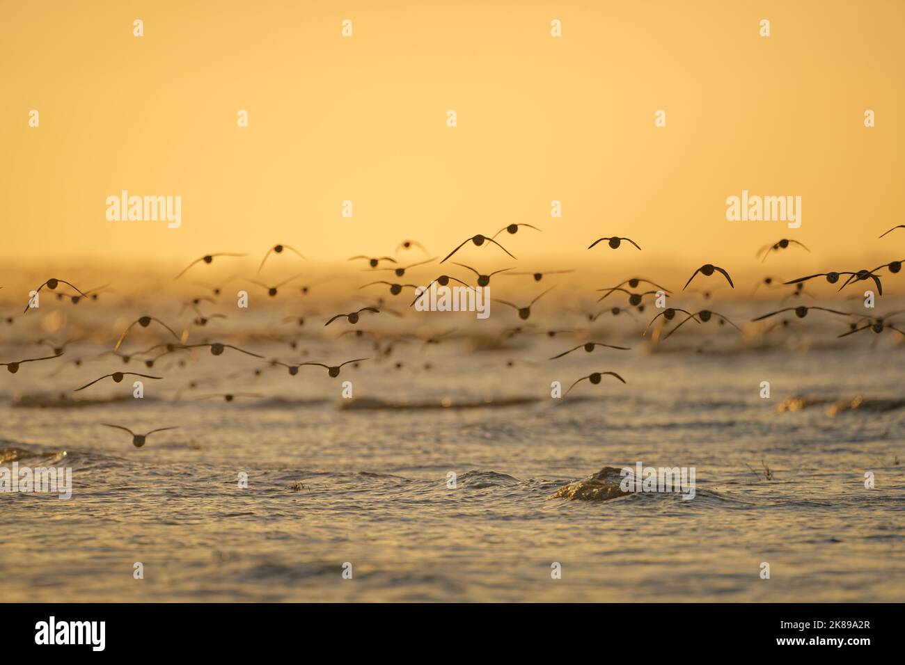 Sanderling (calidris alba) in flight during fall migration Baie du mont ...